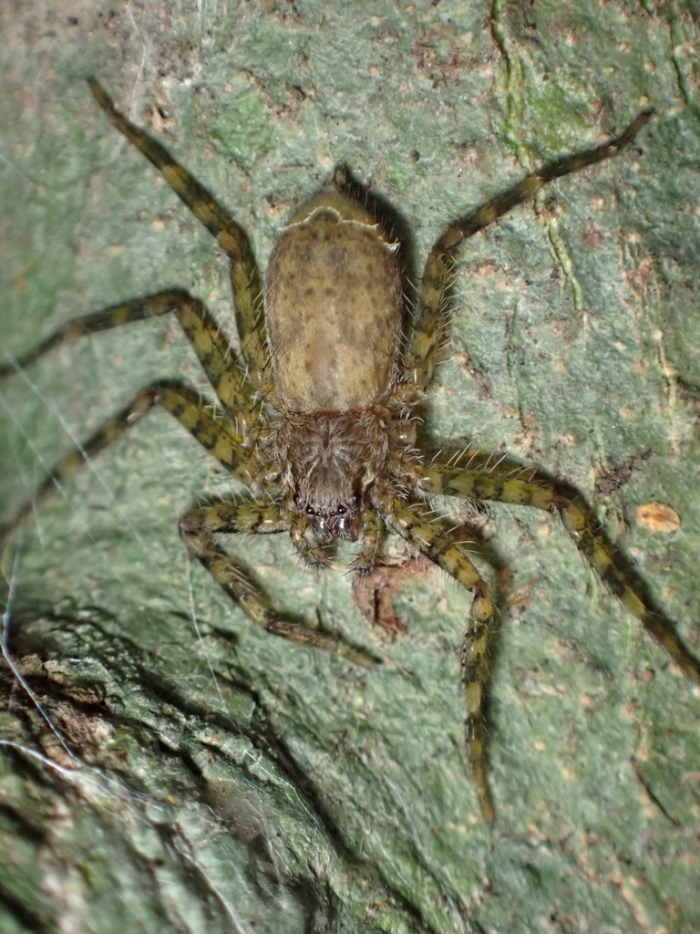wall crab spiders from Kadamane Tea Estate on June 04, 2022 at 12:49 PM ...