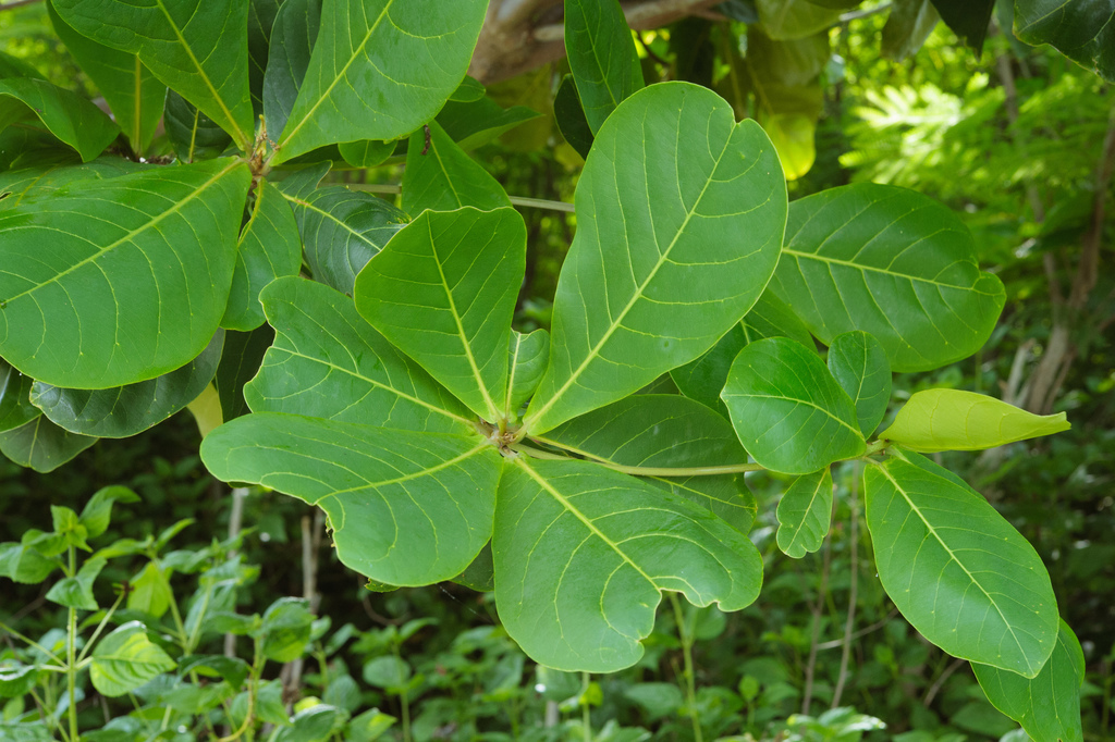 West Indian Almond Tree