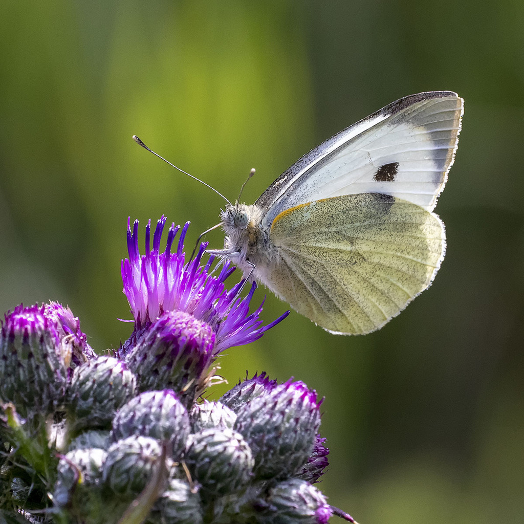 Cabbage White (Butterflies of North Park) · iNaturalist