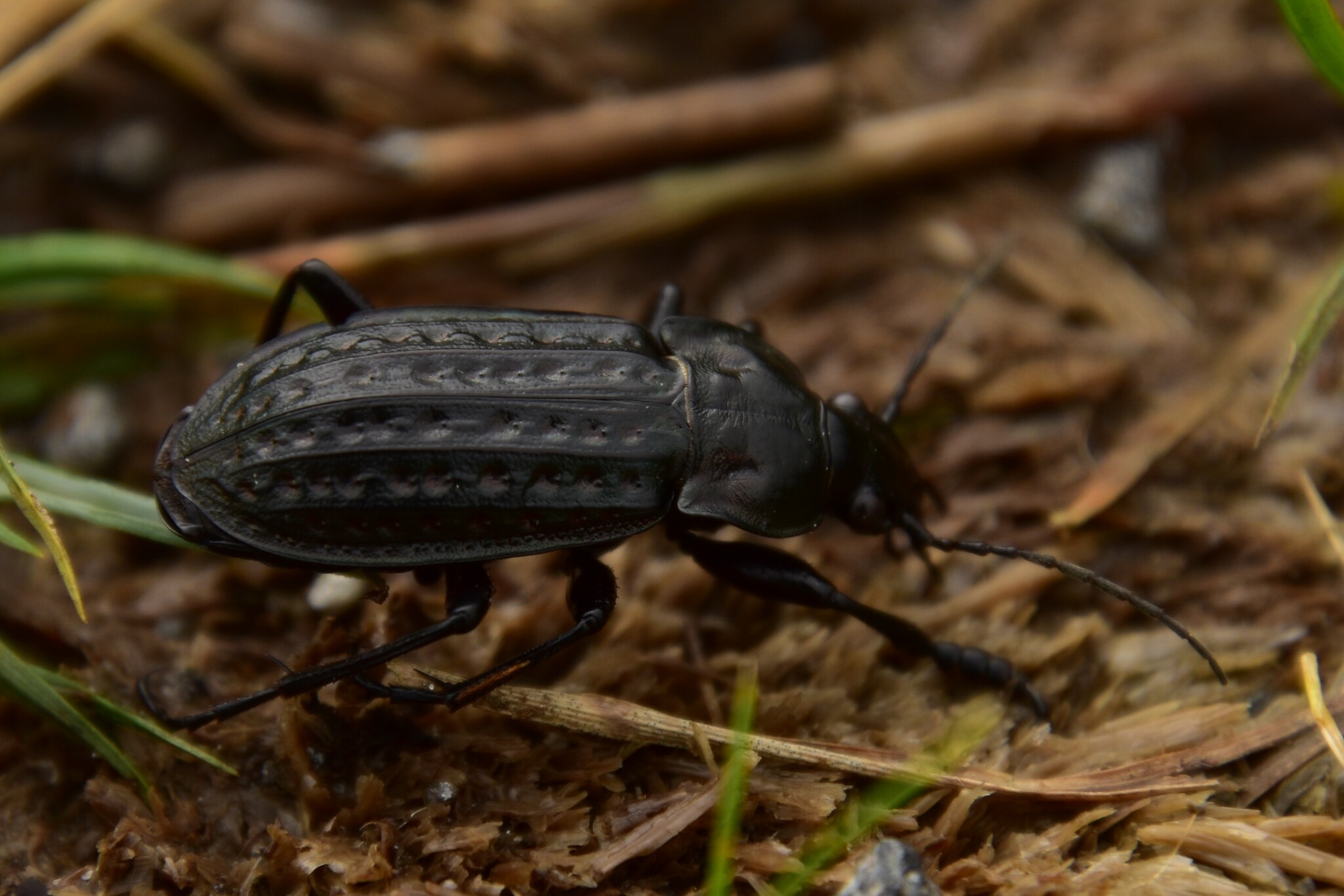 Carabus clatratus Linnaeus, 1760