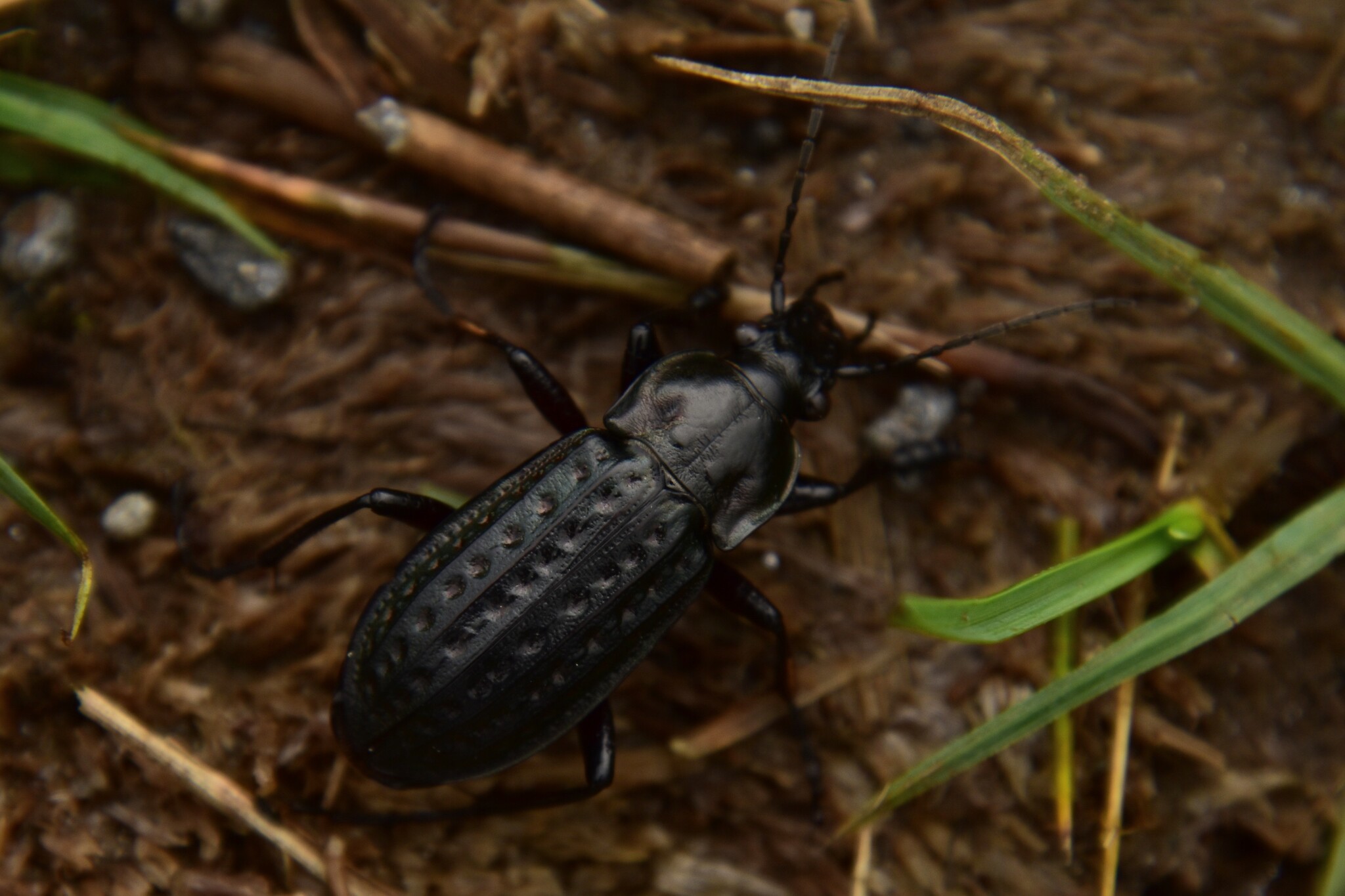 Carabus clatratus Linnaeus, 1760