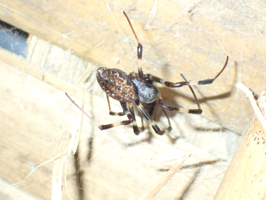 Asian Hermit Spider from Banyumas, Zentral-Java, Indonesien on July 9 ...