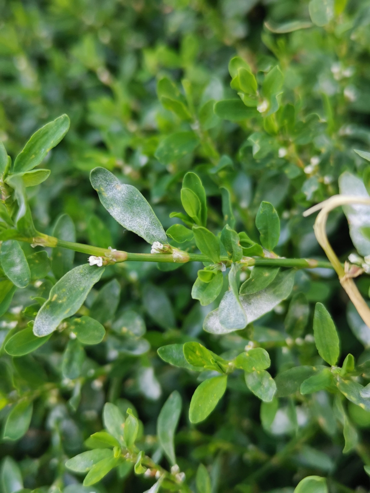 Erysiphe polygoni DC.