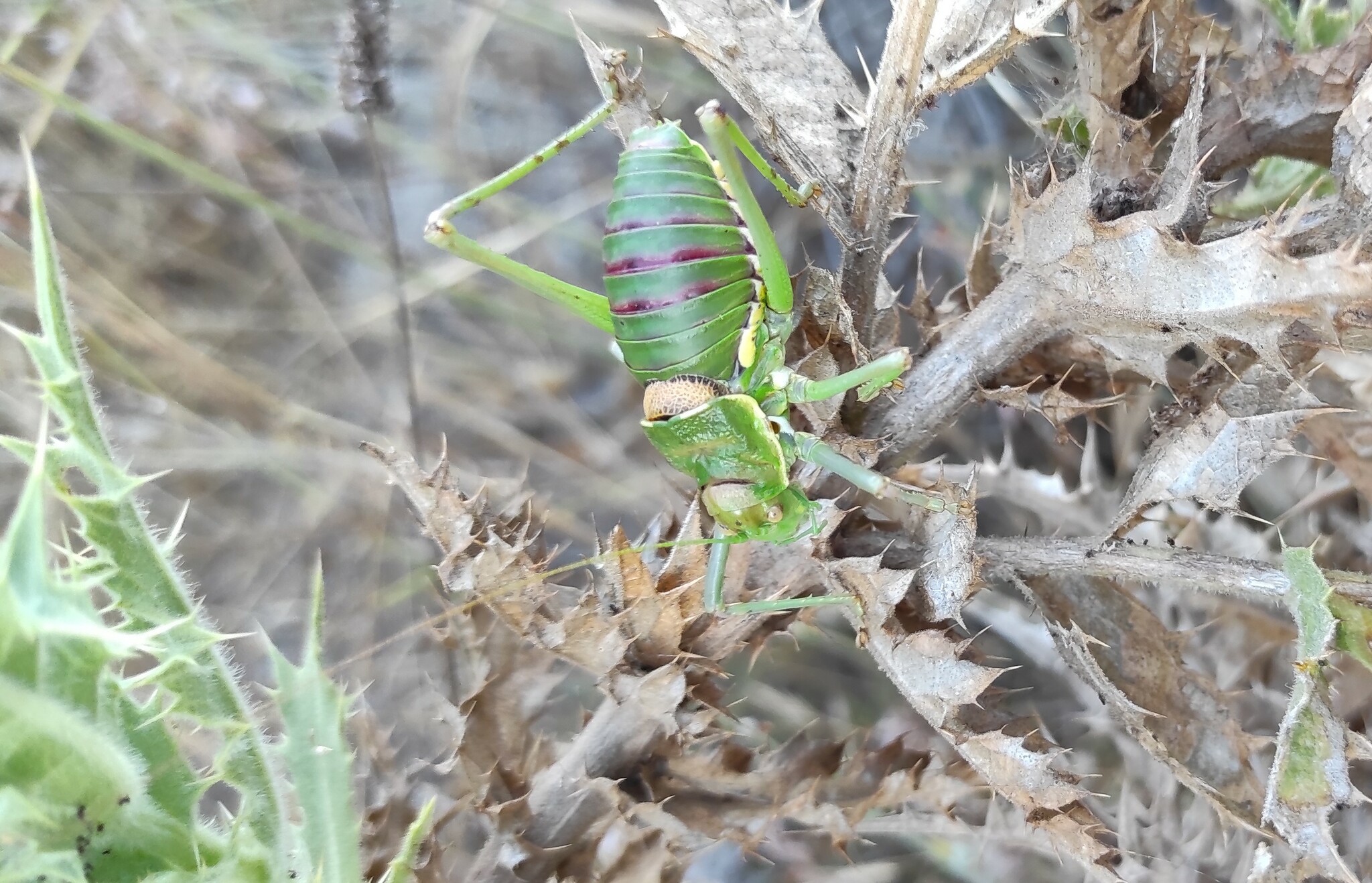 Steropleurus andalusius (Rambur, 1838)