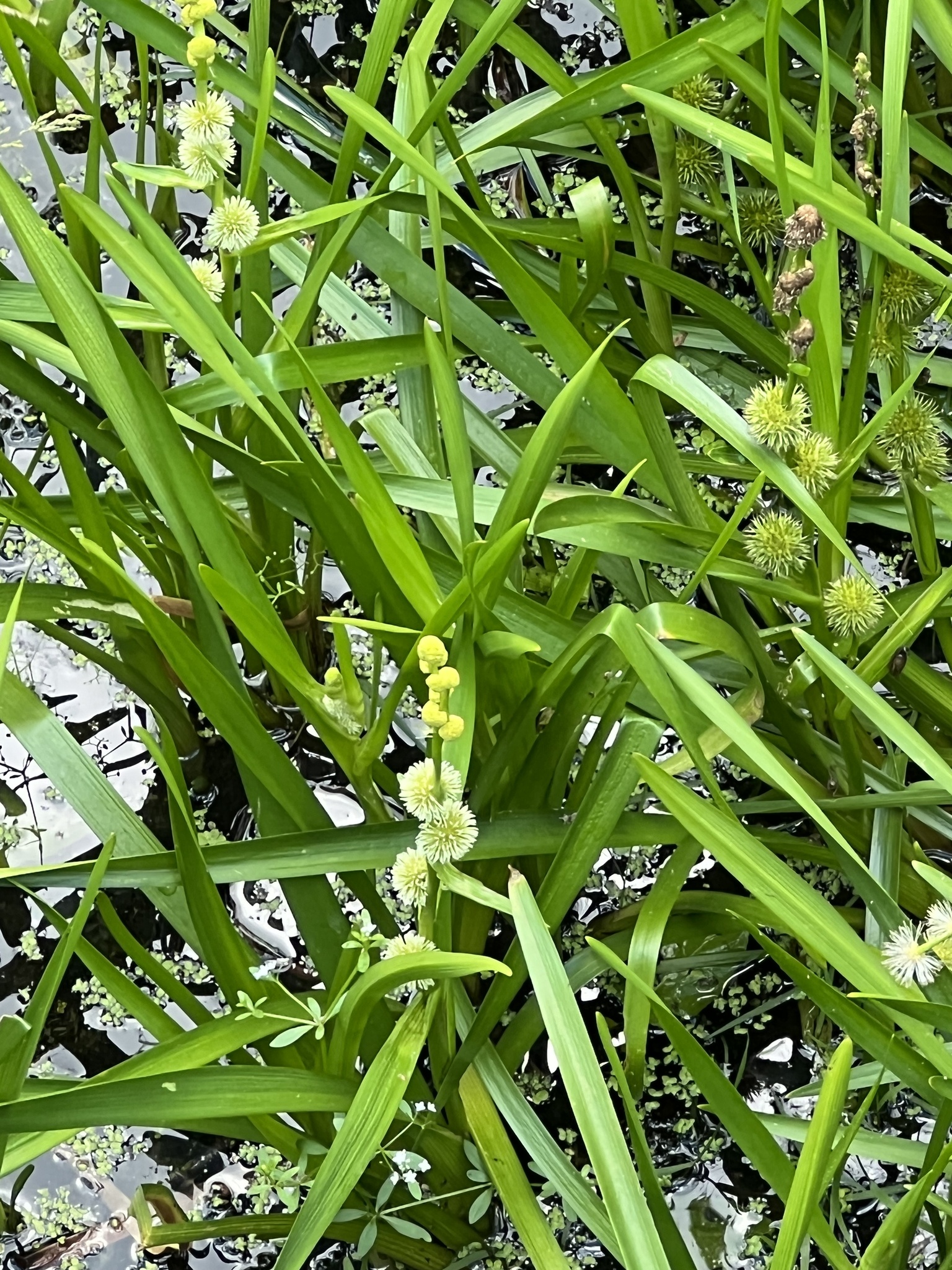 Sparganium emersum Rehmann