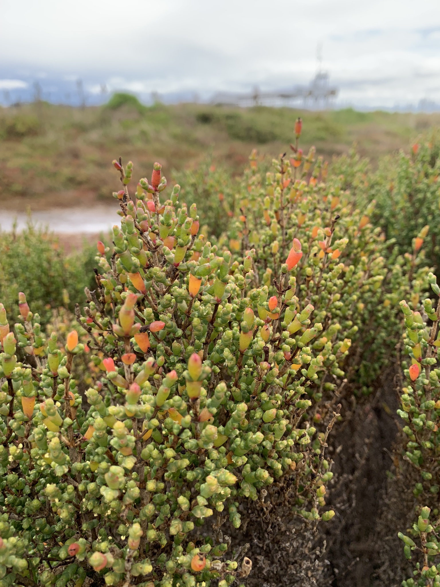 Tecticornia Hook.fil.