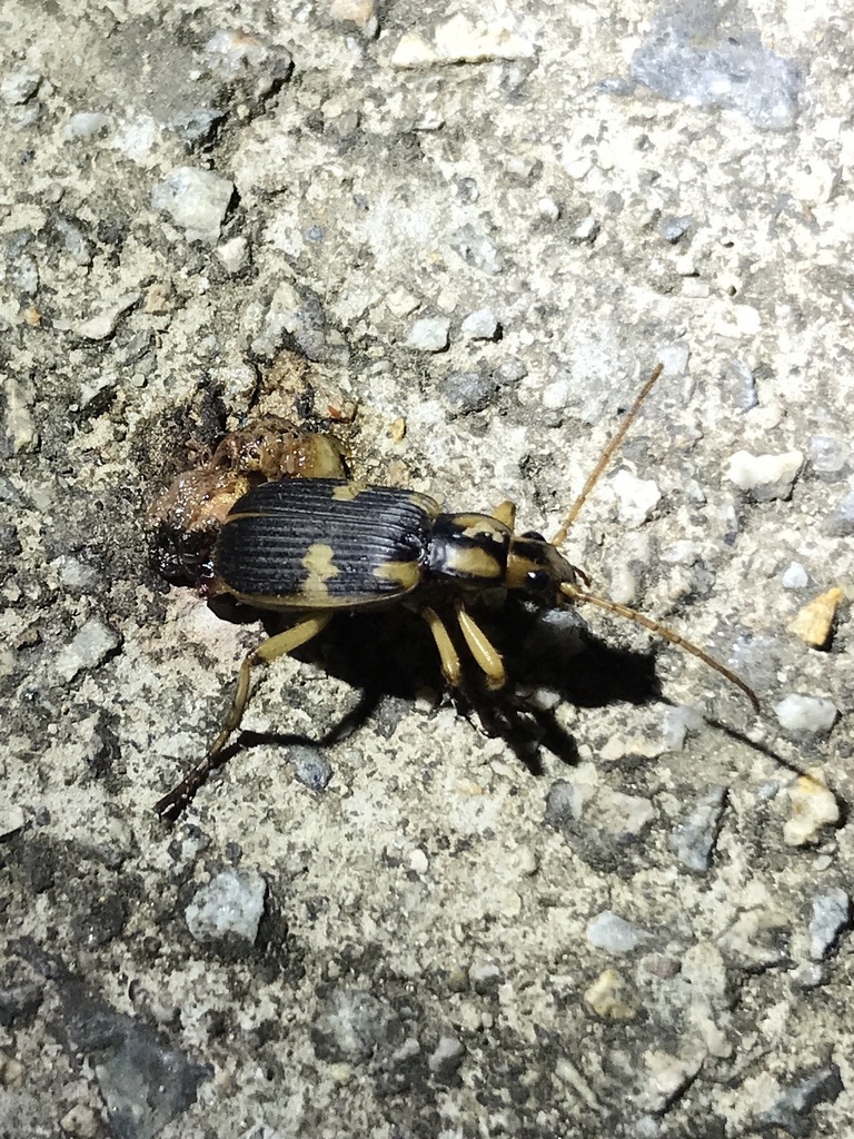 Pheropsophus javanus from Wu Kau Tang, Hong Kong on July 12, 2022 at 08 ...