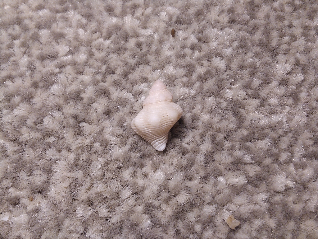 Mipus arbutum from Woolgoolga NSW 2456, Australia on July 13, 2022 at ...