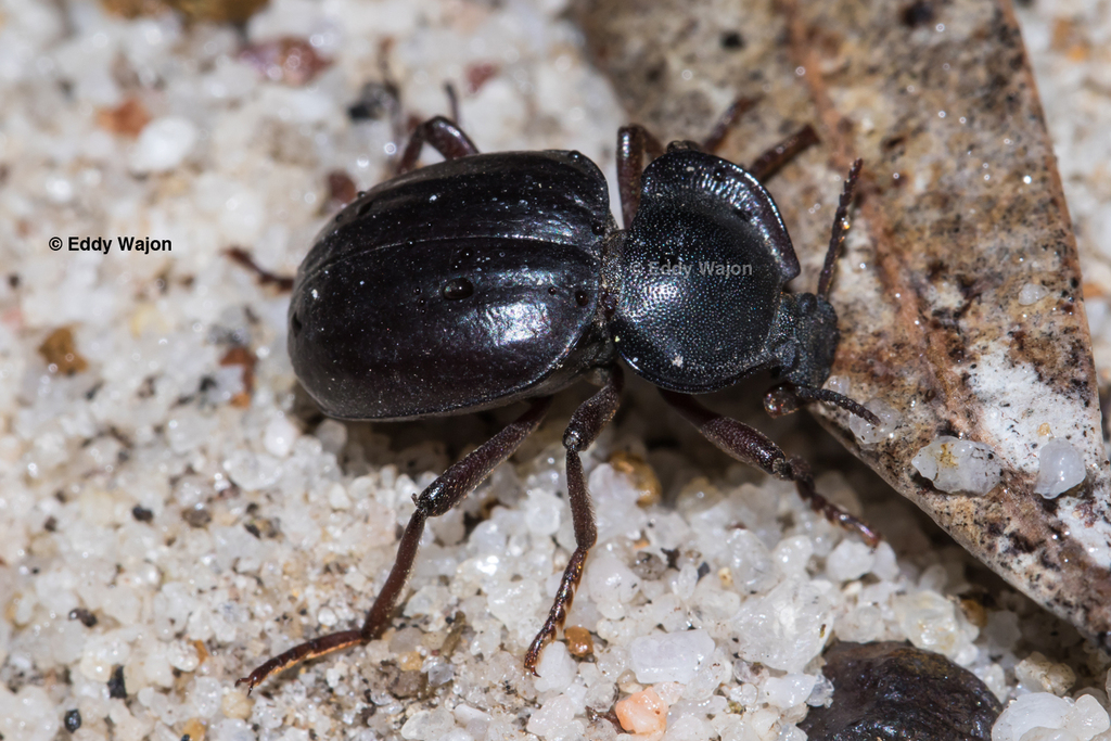 Heleina from Boxwood Hill WA 6338, Australia on January 26, 2016 at 06: ...