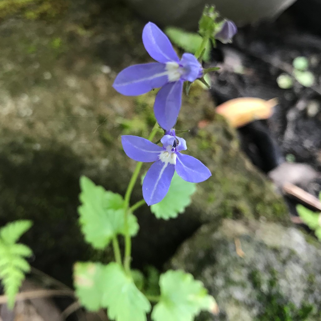 forest lobelia from Carnarvon Park QLD 4722, Australia on November 28 ...