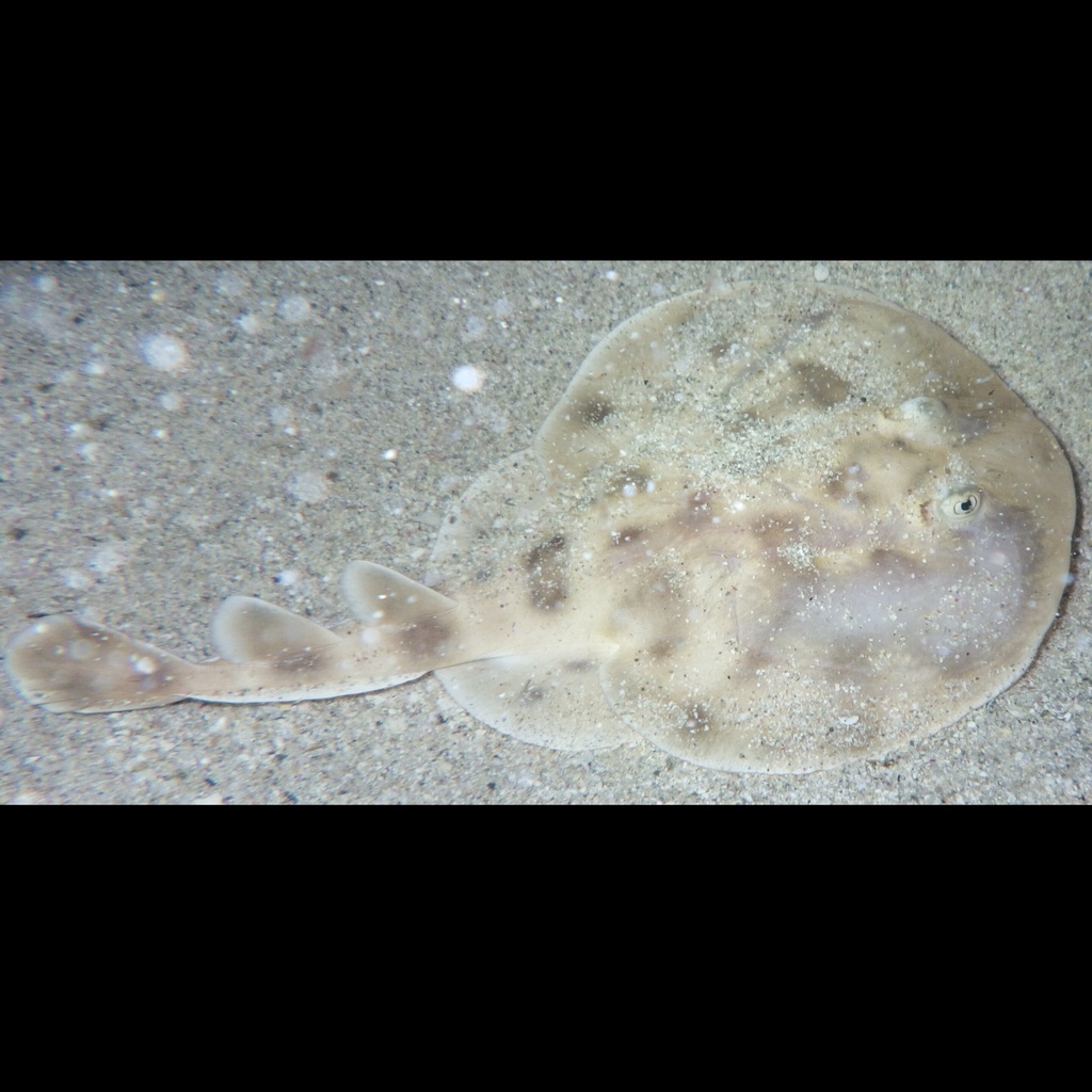 Small Electric Ray from Miami Beach, FL, USA on July 12, 2022 at 09:27 ...