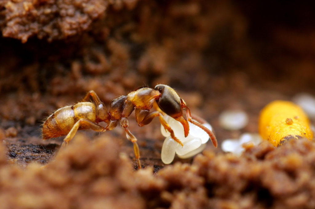 Typical Ponerine Ants from Madang, Papua-Neuguinea on July 08, 2022 at ...