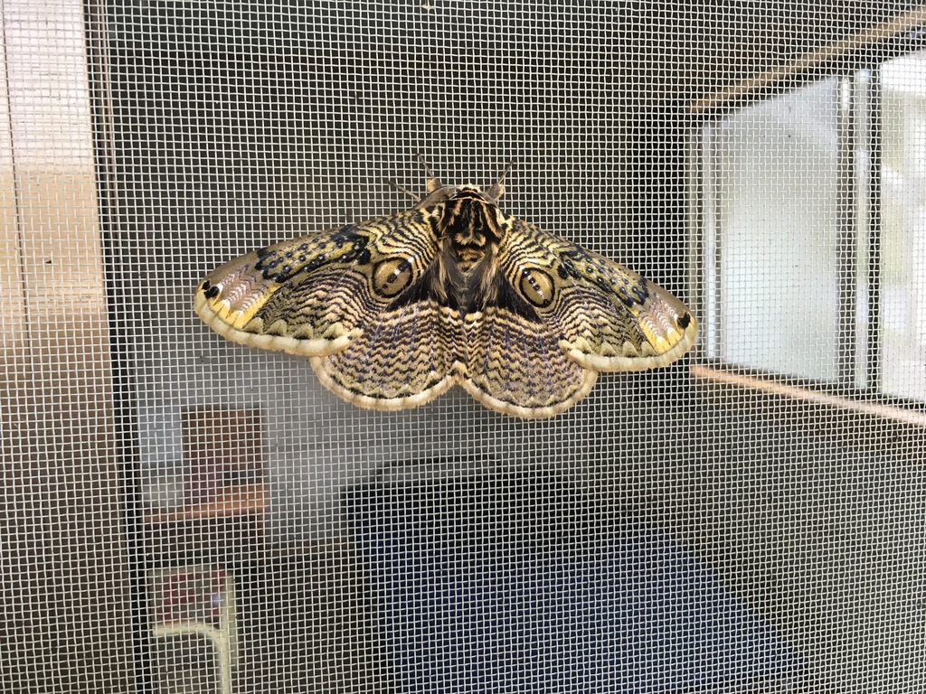 Japanese Owl Moth from 日本、〒891-3101 鹿児島県西之表市西之表 on March 08, 2019 at 08 ...