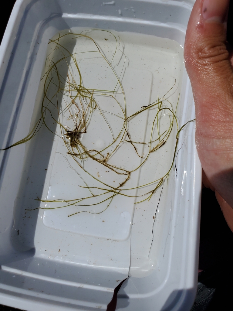 small pondweed from Ohio, NY, USA on July 06, 2022 at 02:51 PM by ...