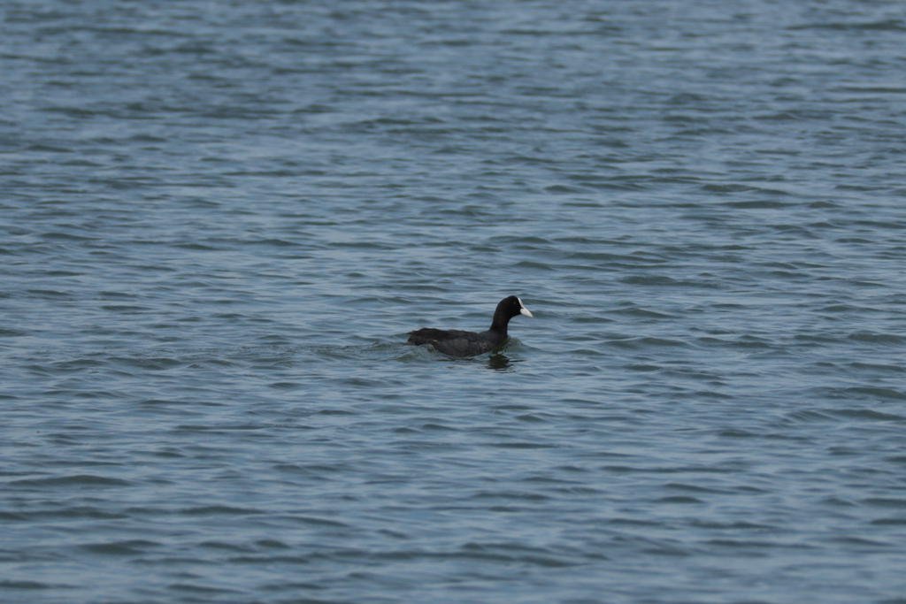 Eurasian Coot from Kerchens'ka, UA-KR, UA on June 28, 2022 at 08:54 AM ...