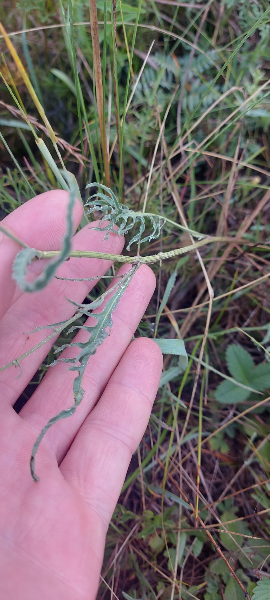 Crepidiastrum tenuifolium (Willd.) Sennikov