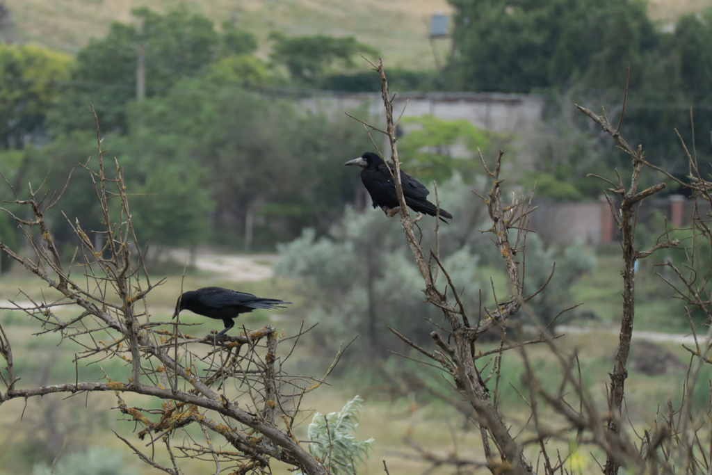 Rook from Kerchens'ka, UA-KR, UA on June 28, 2022 at 10:45 AM by Sergey ...