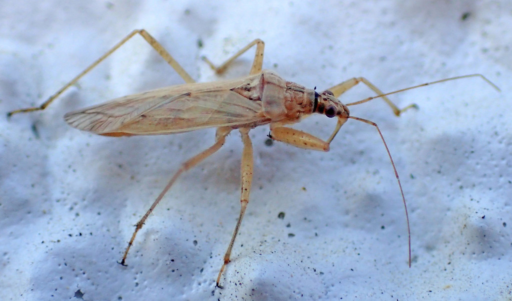 Common Damsel Bug from Williams, CA 95987, USA on July 14, 2018 at 09: ...