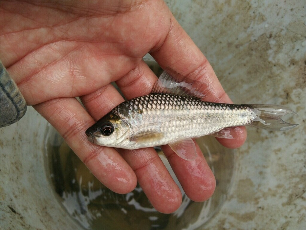 (Osteochilus) - Marine Life Identification