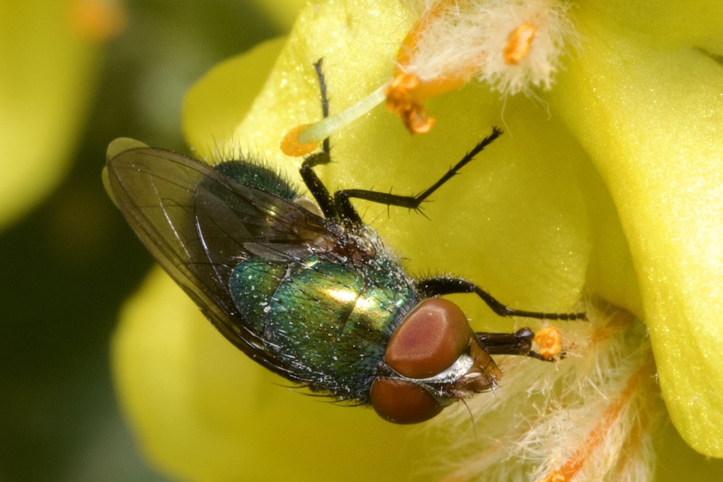 Rhyncomya cyanescens from Vidova gora, 21420, Bol, Croatia on July 4 ...