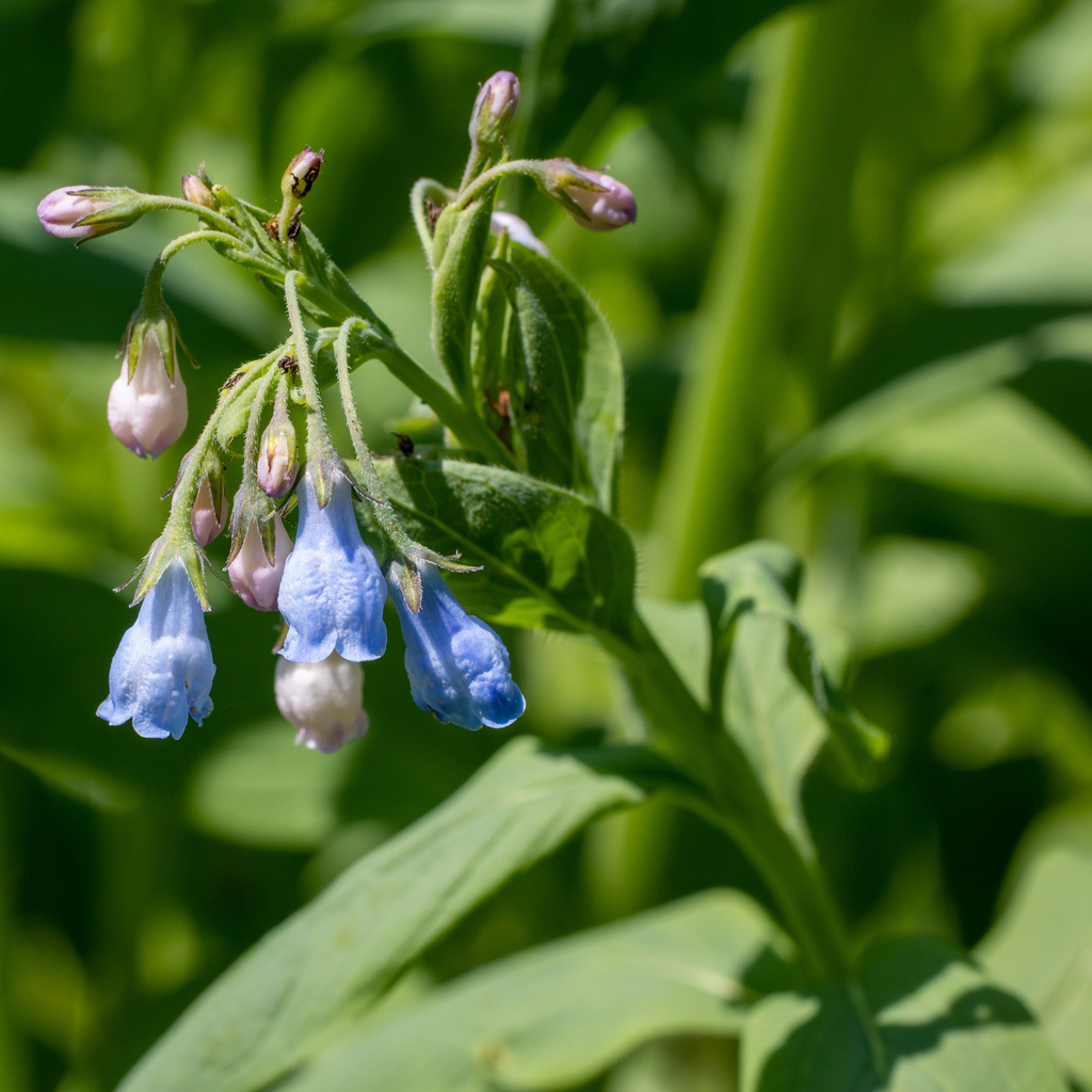 Tall Bluebell from Verdun Trail, Lane County, OR, USA on July 12, 2022 ...