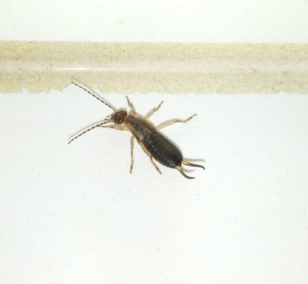 European Earwig from Парковая улица on July 13, 2022 by Владимир ...