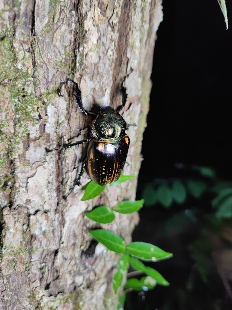 Cheirotonus jansoni from Tianmushan Natural Reserve, Hangzhou, Zhejiang ...