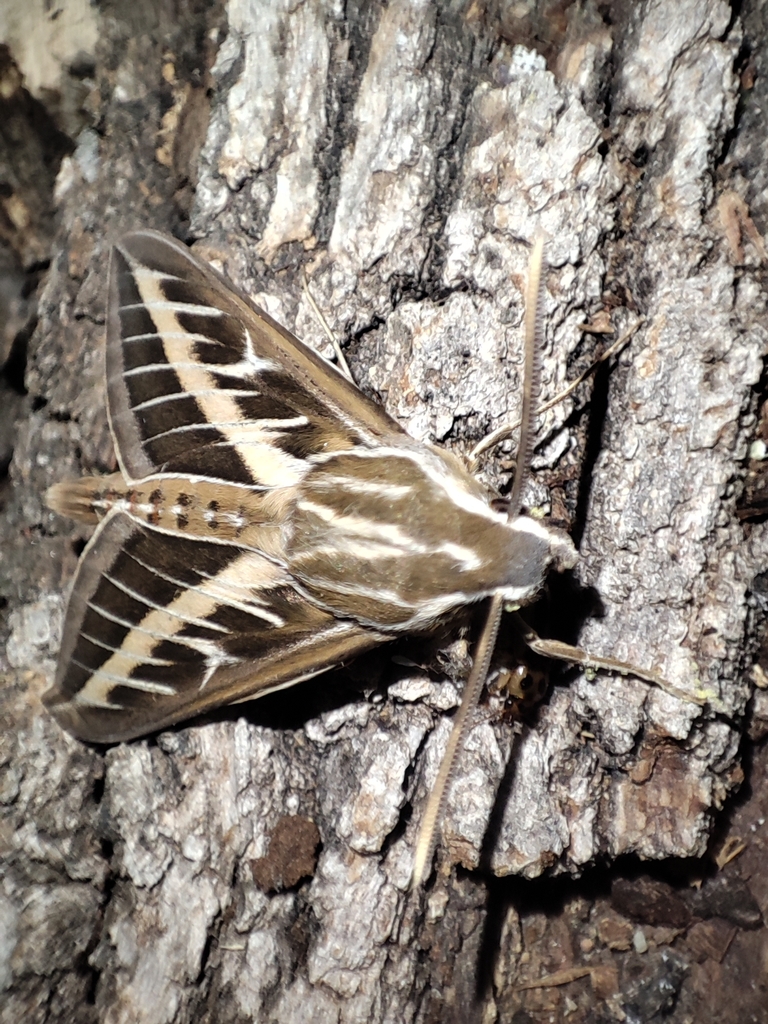 White-lined Sphinx from 31983 Chih., México on July 12, 2022 at 10:11 ...