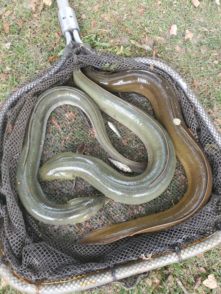 American Eel in July 2022 by ahappel. Captured by state agencies and ...