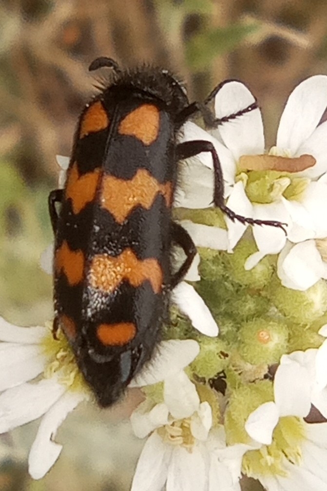 Hycleus polymorphus (Pallas, 1771)