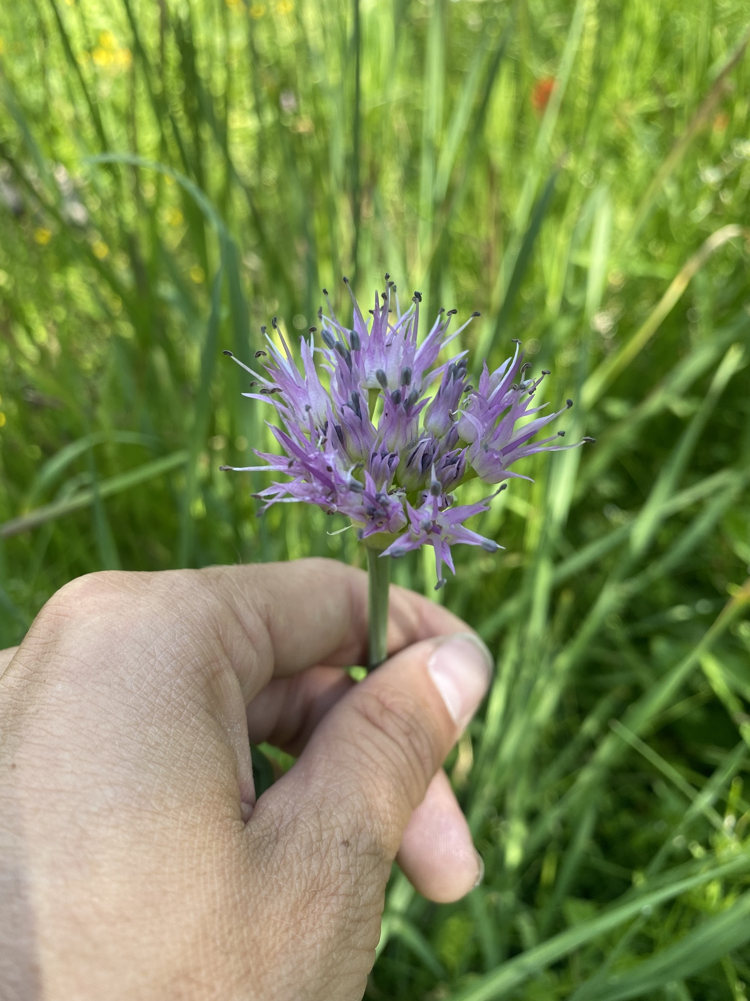 Allium validum S.Watson