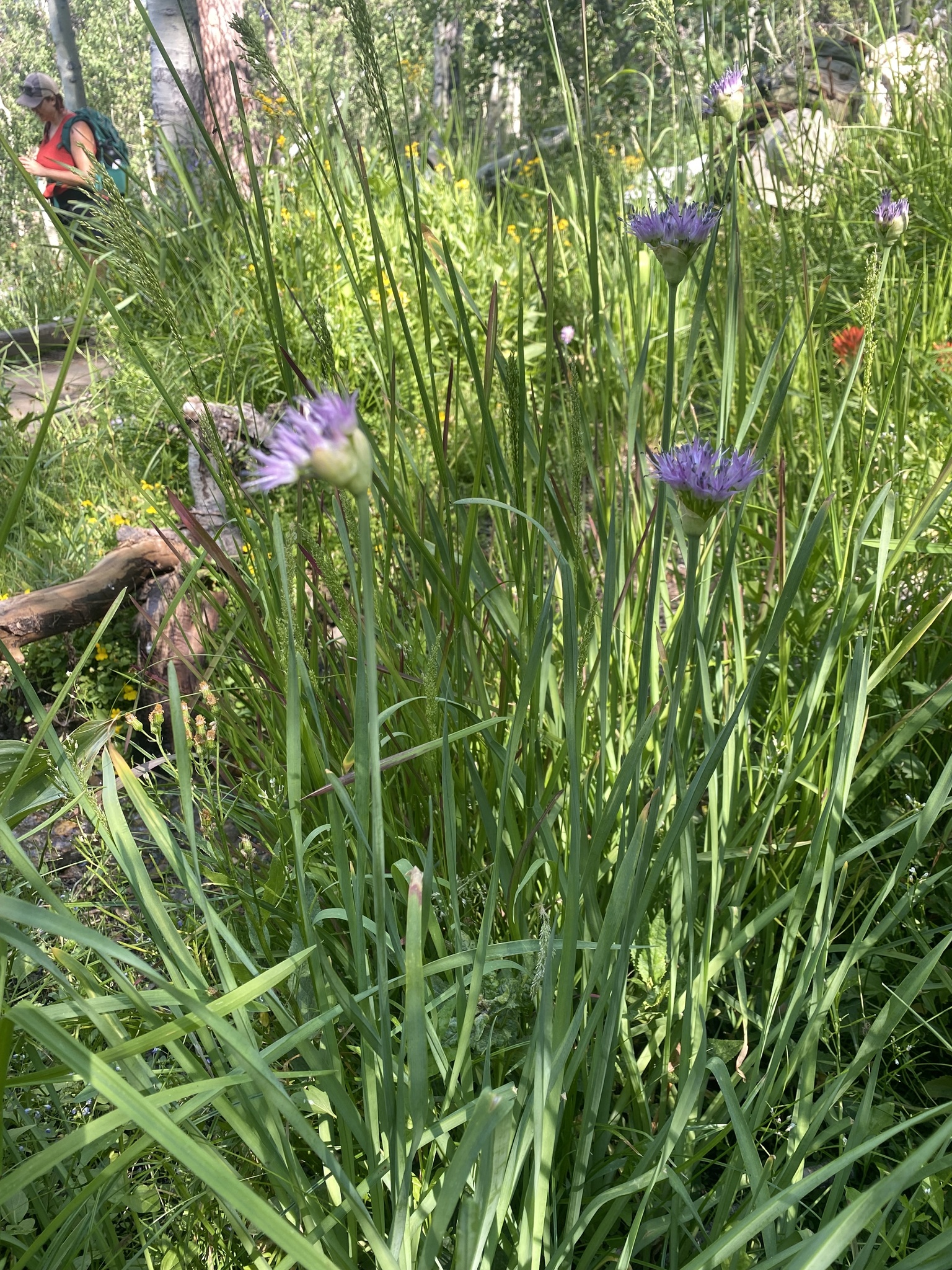 Allium validum S.Watson