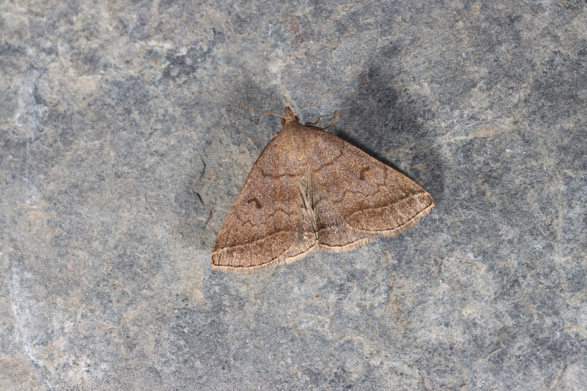 Zanclognatha lunalis (Scopoli, 1763)