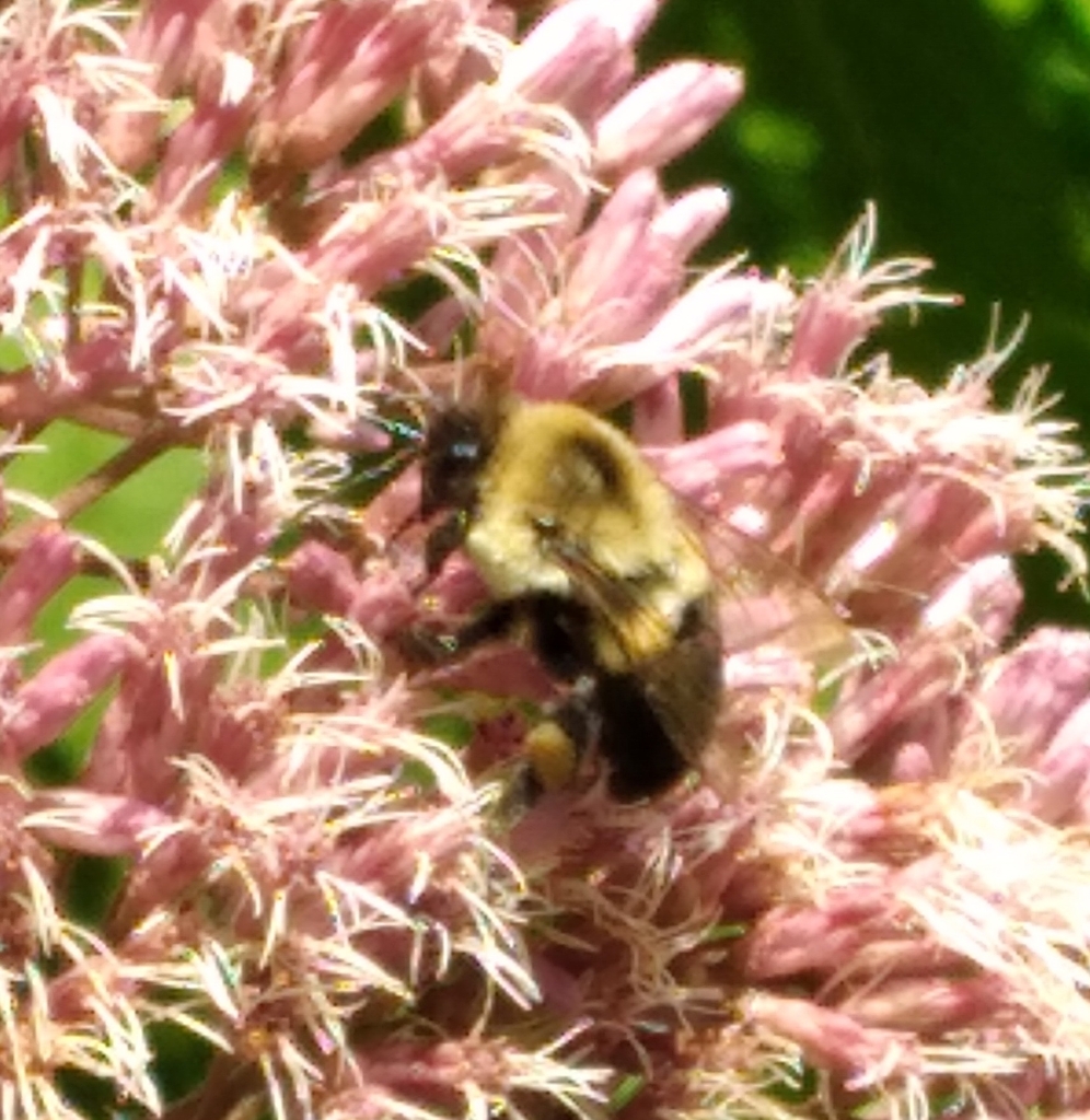 Common Eastern Bumble Bee from Starting Point, Yulee, FL 32097, USA on ...