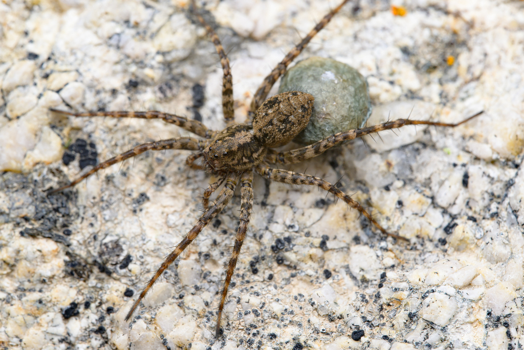 Thin-legged Wolf Spiders from Juab County, UT, USA on July 01, 2022 at ...