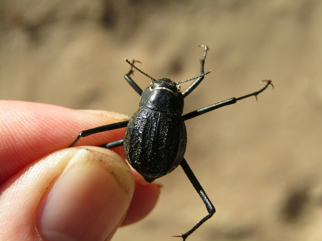 Onymacris from Erongo Region, Namibia on July 10, 2022 at 10:55 AM by ...