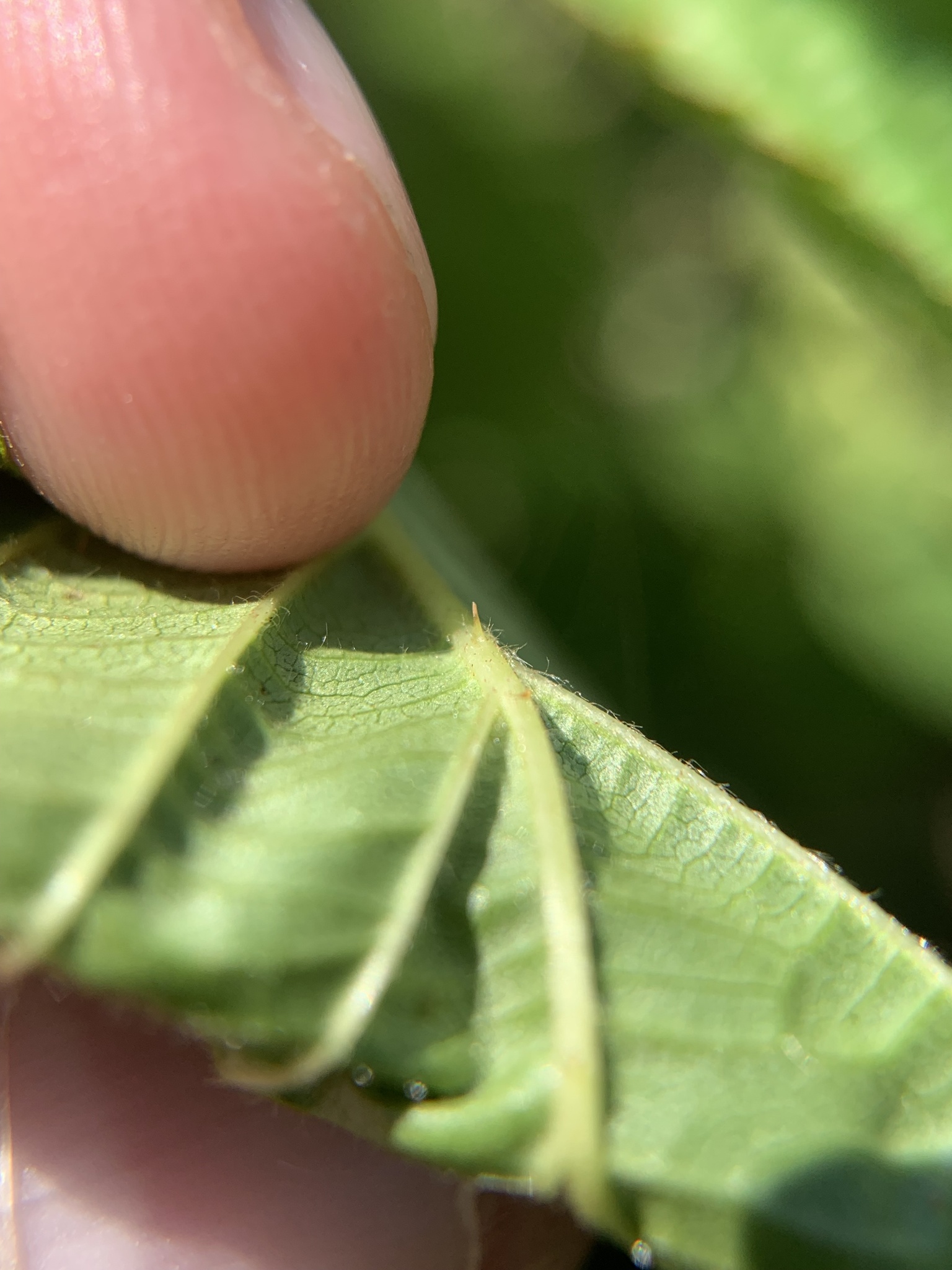 Rubus wisconsinensis L.H.Bailey