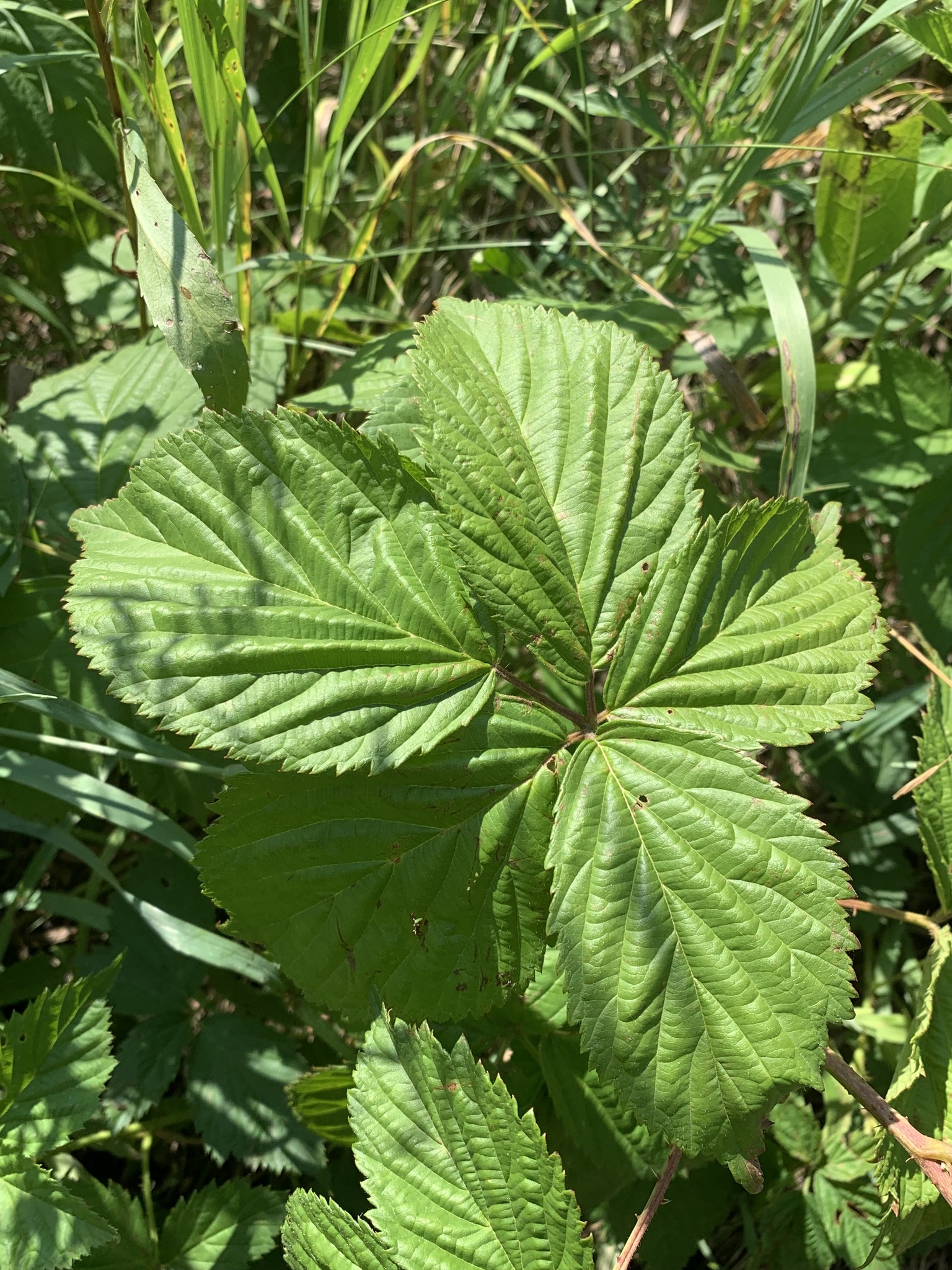 Rubus wisconsinensis L.H.Bailey