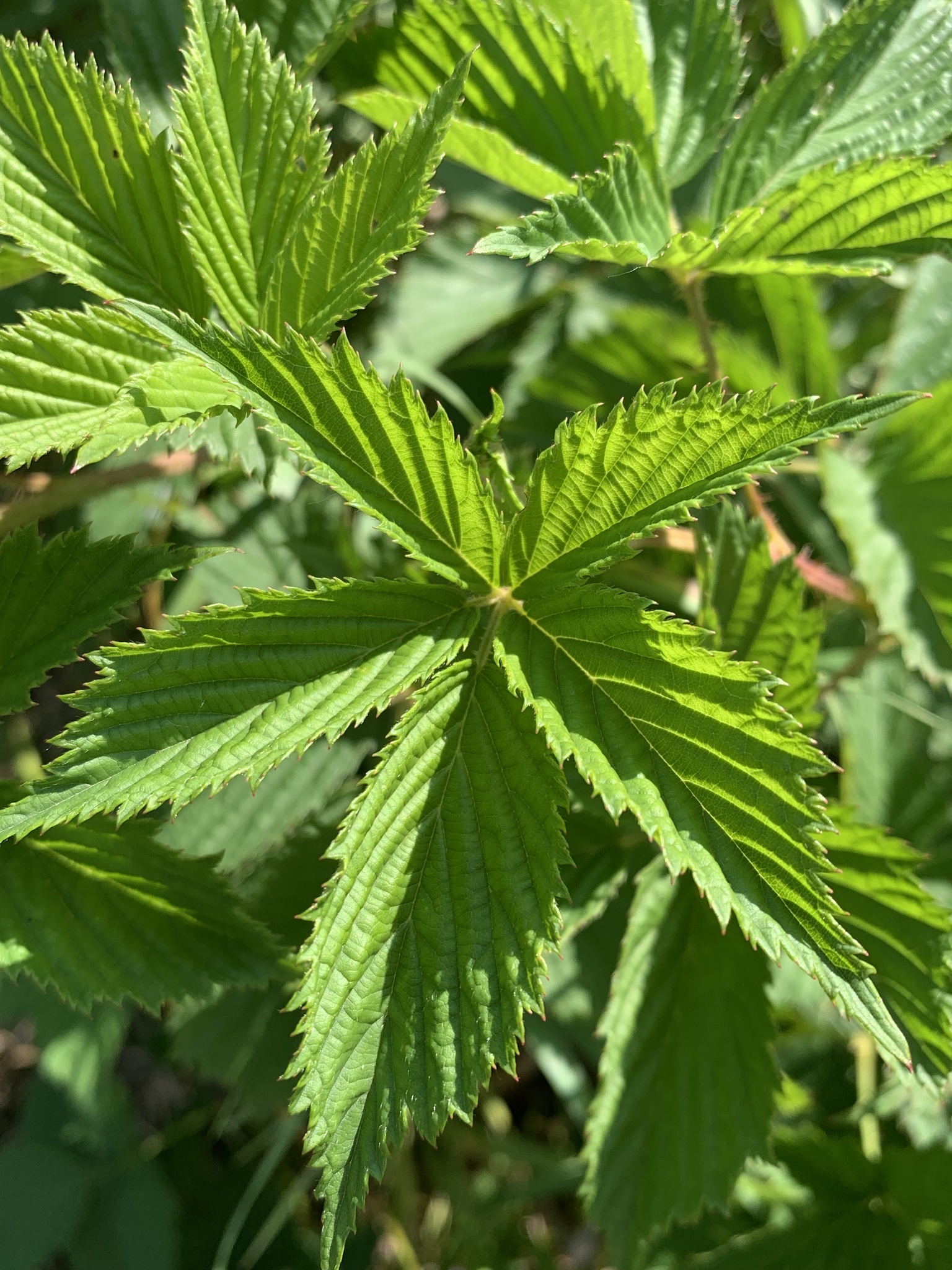 Rubus wisconsinensis L.H.Bailey