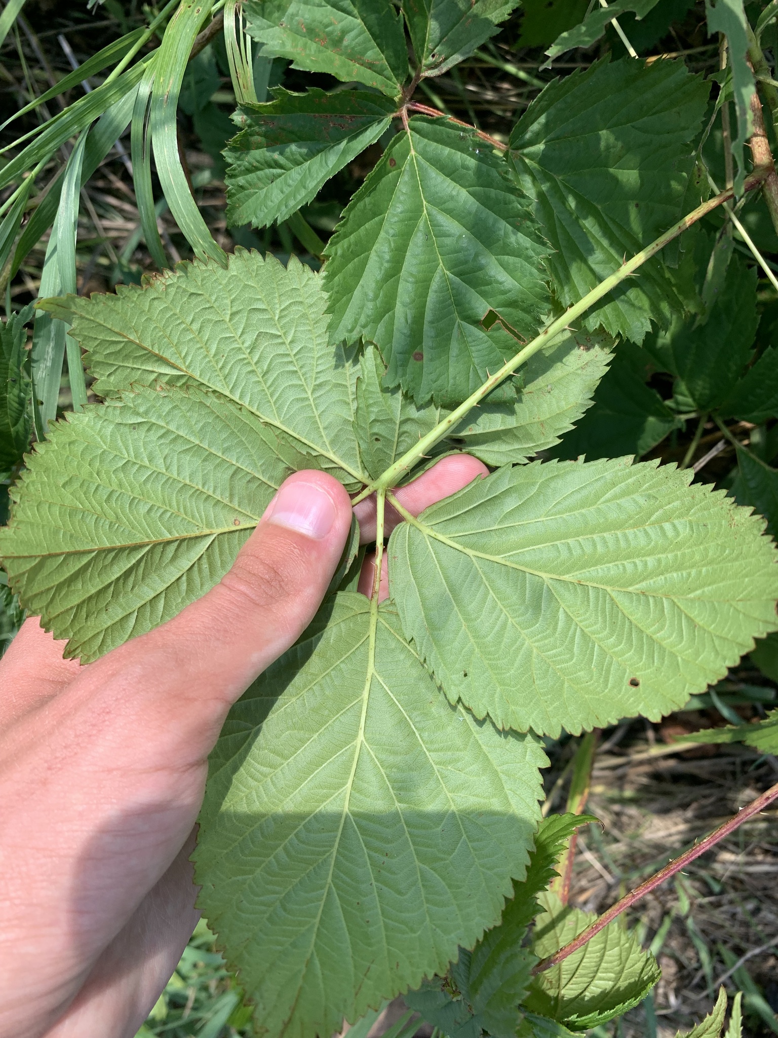 Rubus wisconsinensis L.H.Bailey