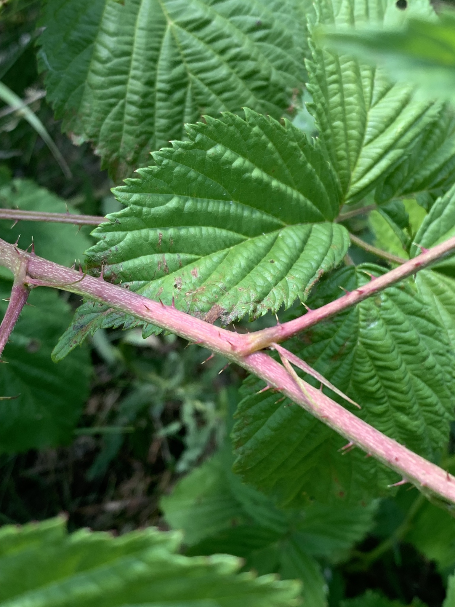Rubus wisconsinensis L.H.Bailey