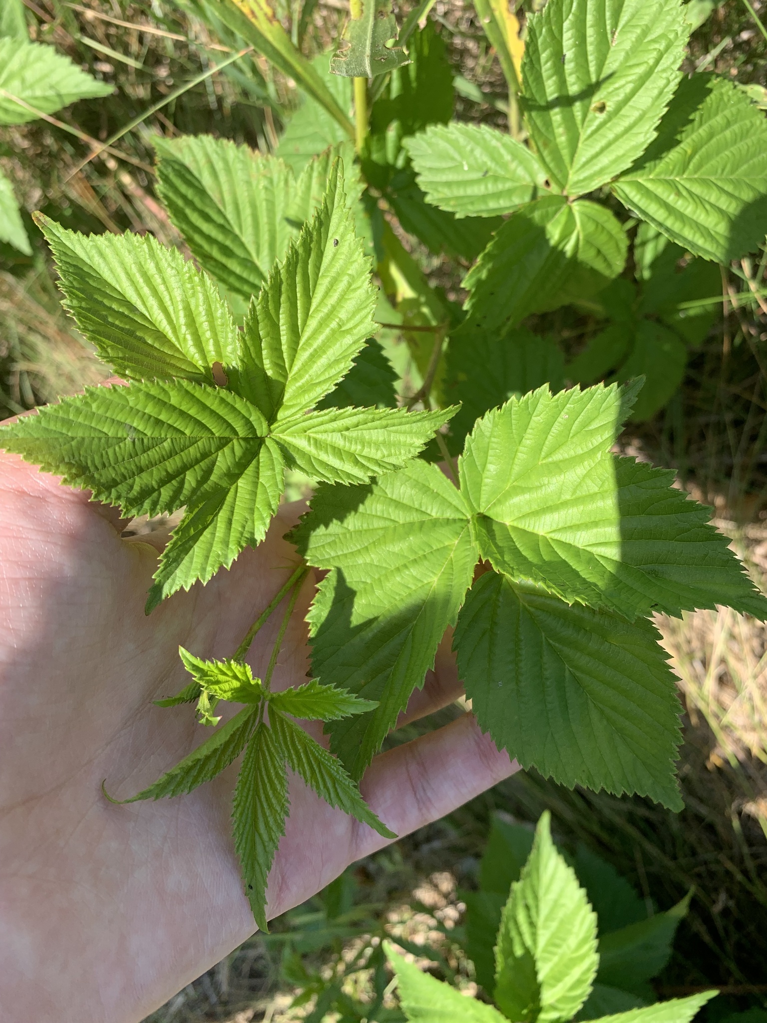 Rubus wisconsinensis L.H.Bailey