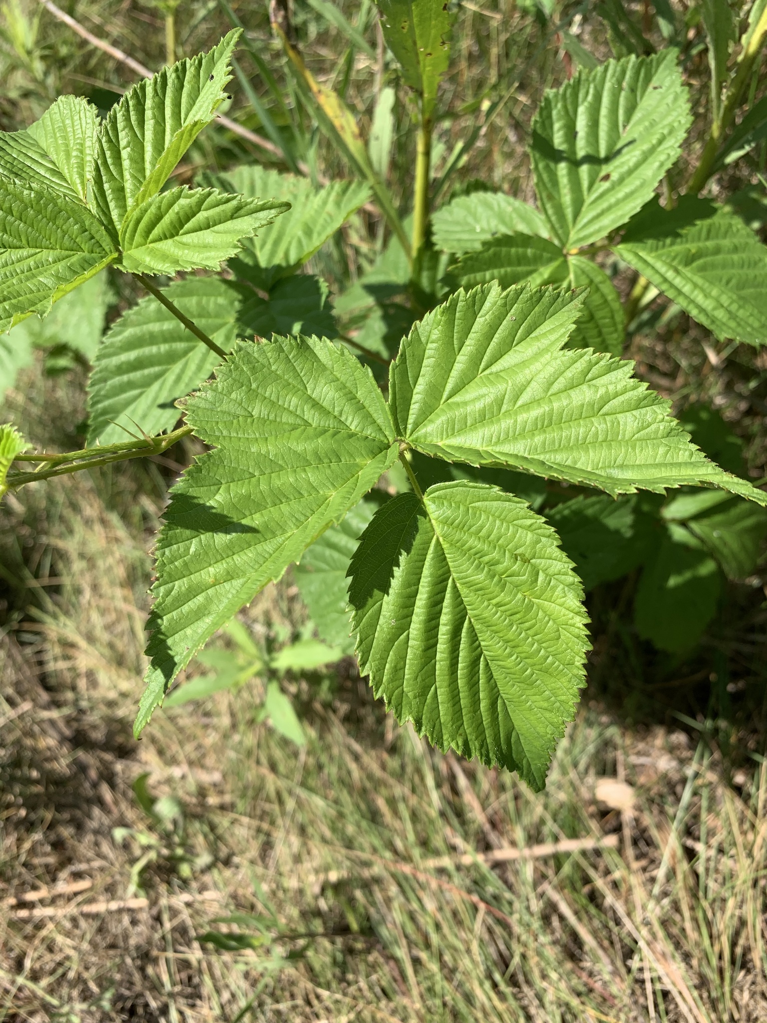 Rubus wisconsinensis L.H.Bailey
