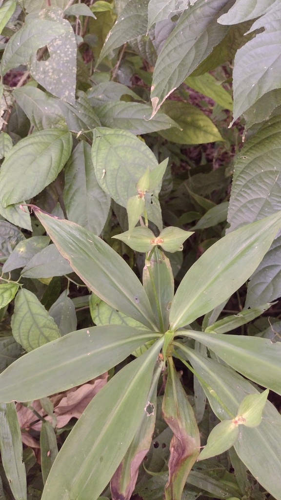 Cohitre Blanco from Palenque, Chiapas, Mexico on July 13, 2022 at 09:57 ...