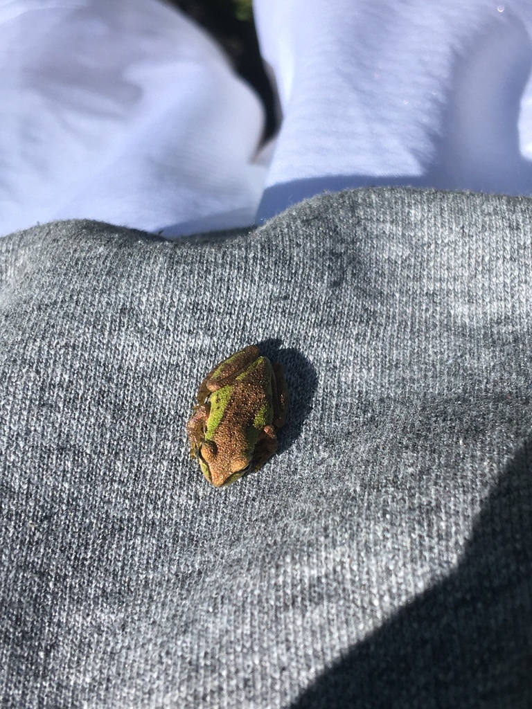 Northern Pacific Tree Frog from Springhill Dr NW, Albany, OR, US on ...