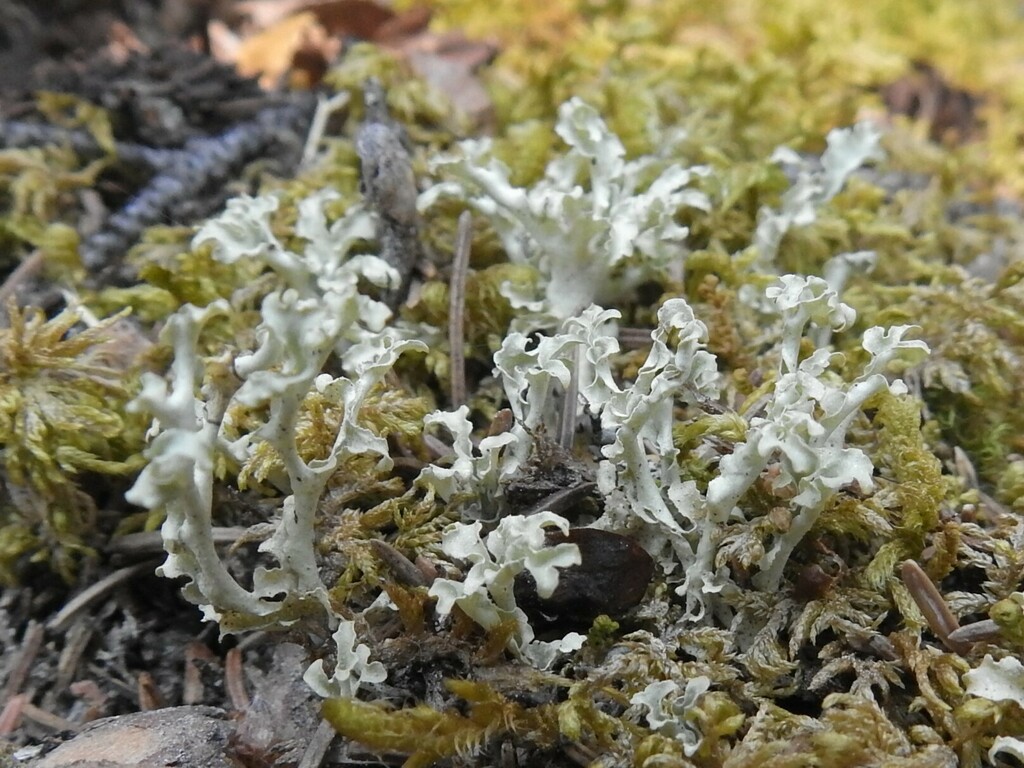 Curled snow lichen from Yukon, Yukon, Canada on June 29, 2022 at 08:59 ...