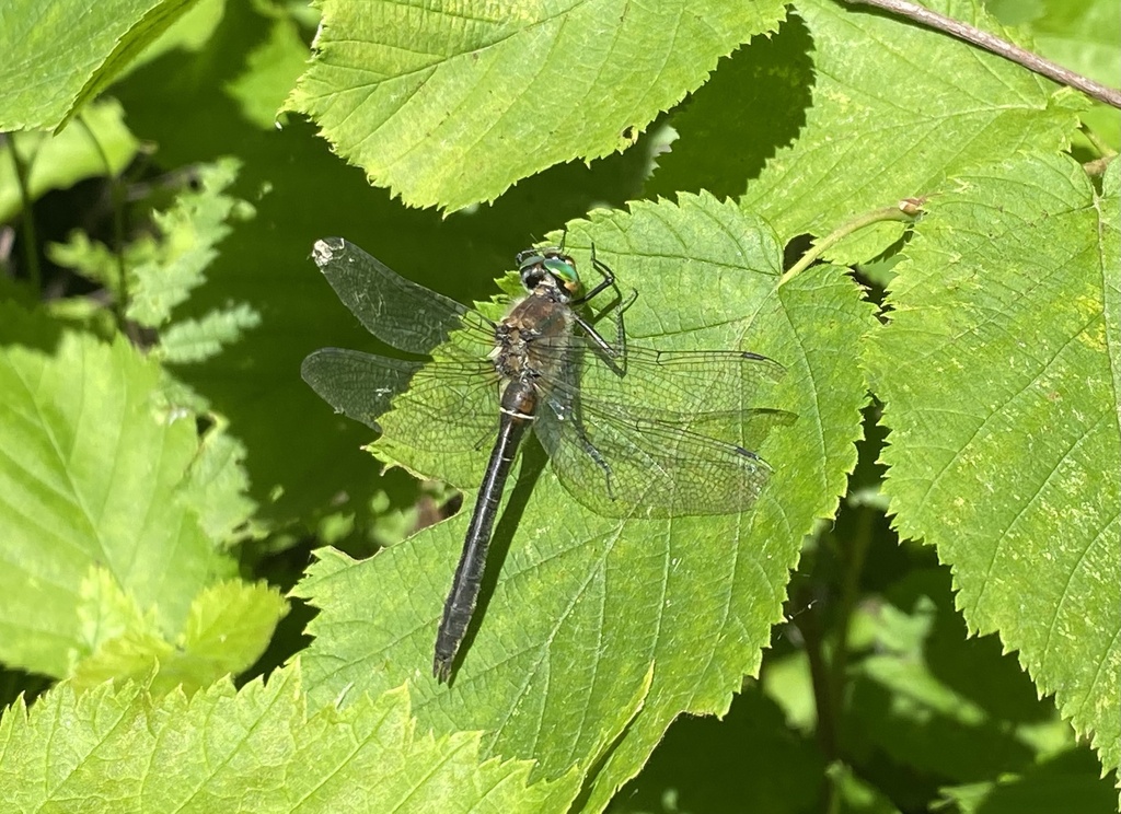 American Emerald from Beaver Pond Trail Elk Island National Park ...