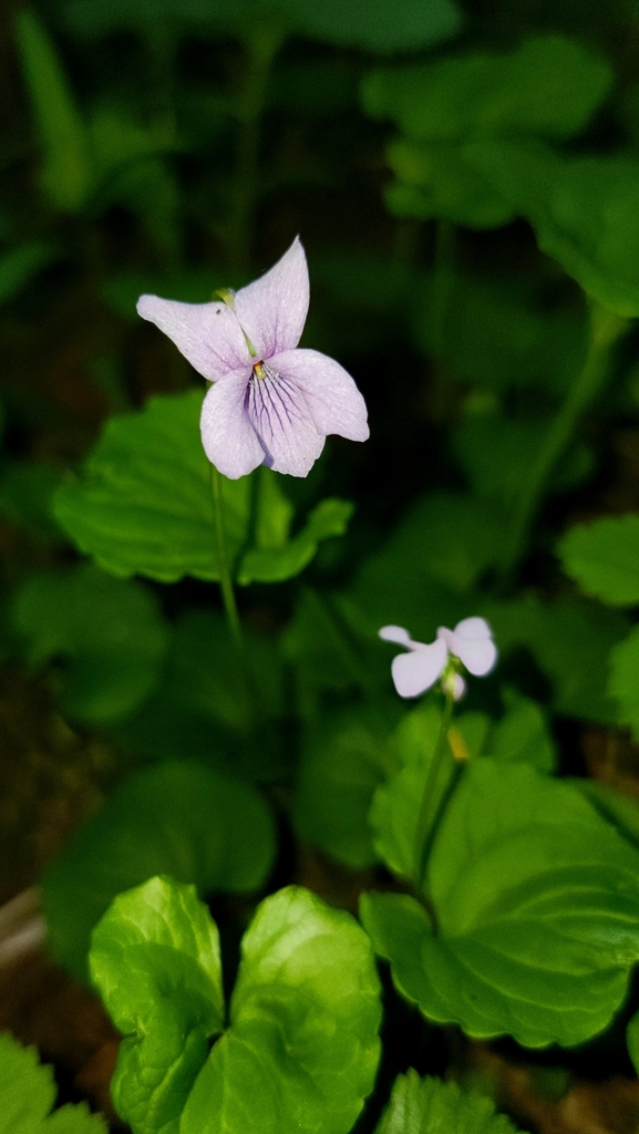 alpine marsh violet from Trillium Lake on July 13, 2022 at 11:03 AM by ...