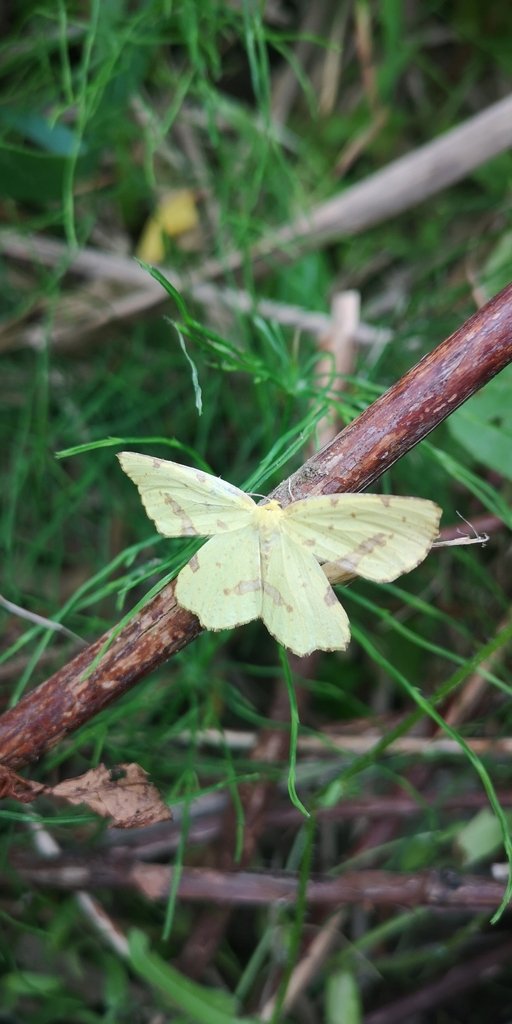 Crocus Geometer Moths from Central Kootenay, CA-BC, CA on July 13, 2022 ...