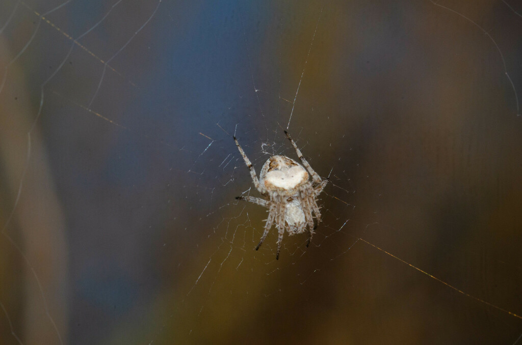 Common Hairy Field Spider from Alicante, España on July 12, 2022 at 09: ...